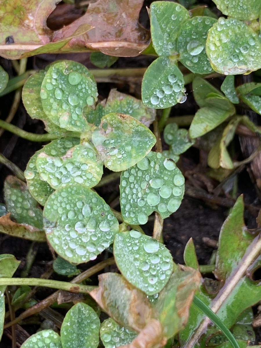 Pluck The Symbol [David’s blog on DR Thursday] | The Direction of Intention